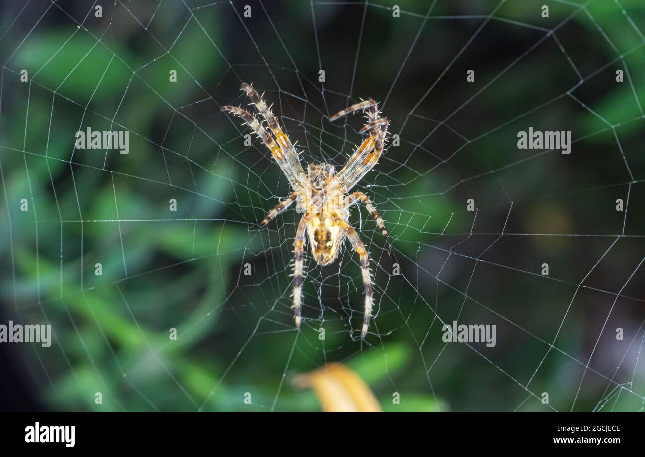 large orb weaver spider on its web in a garden, close up Stock Photo ...