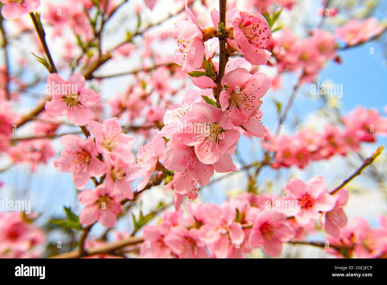spring flower cherry in garden macro, close up Stock Photo - Alamy
