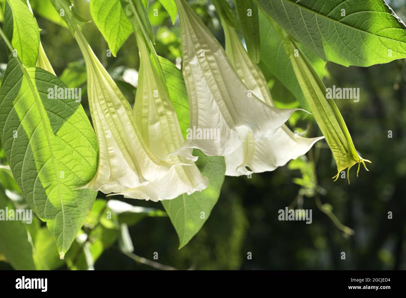 white datura in full bloom Stock Photo - Alamy