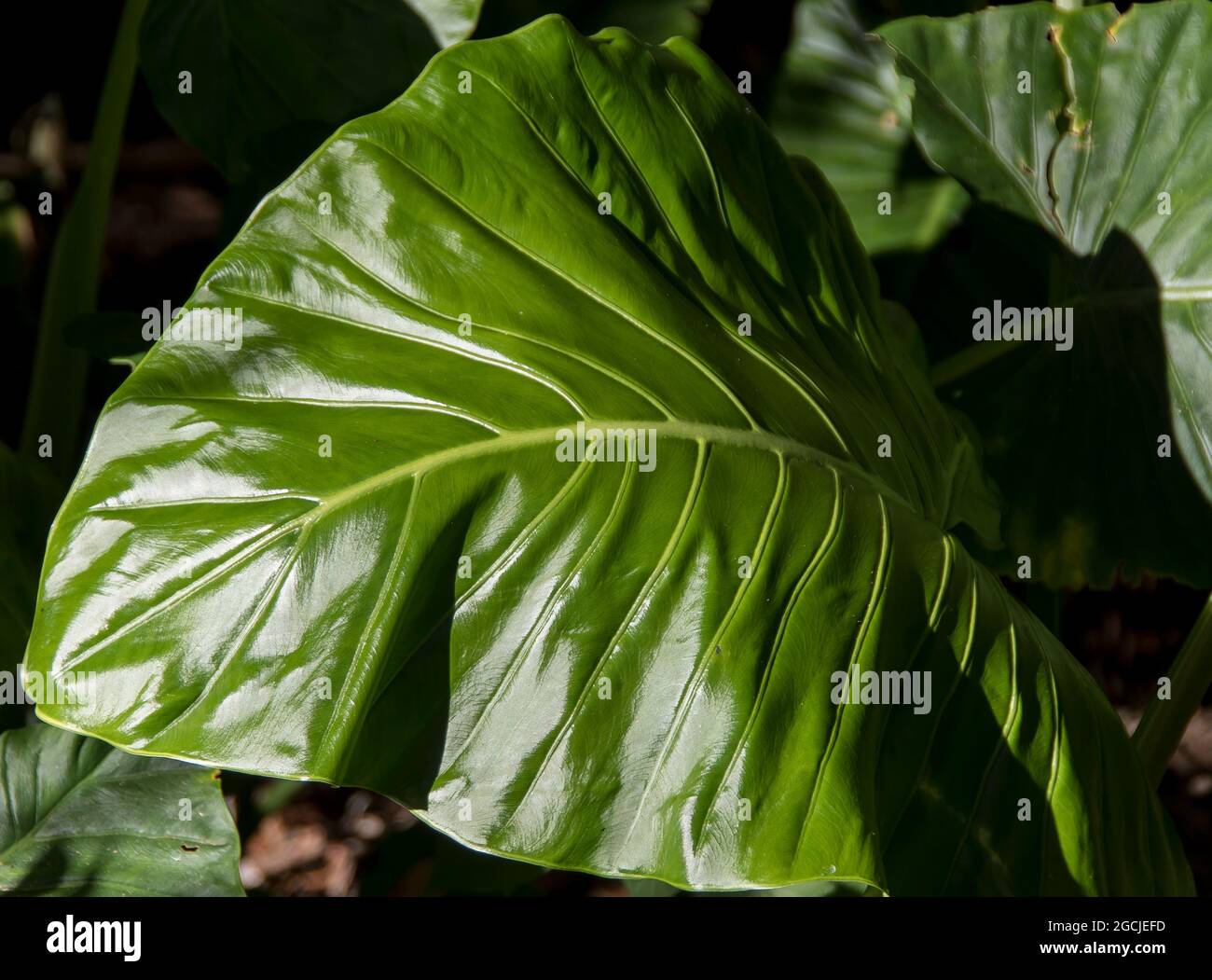 Close-up of large shiny green leaf of subtropical rainforest ...