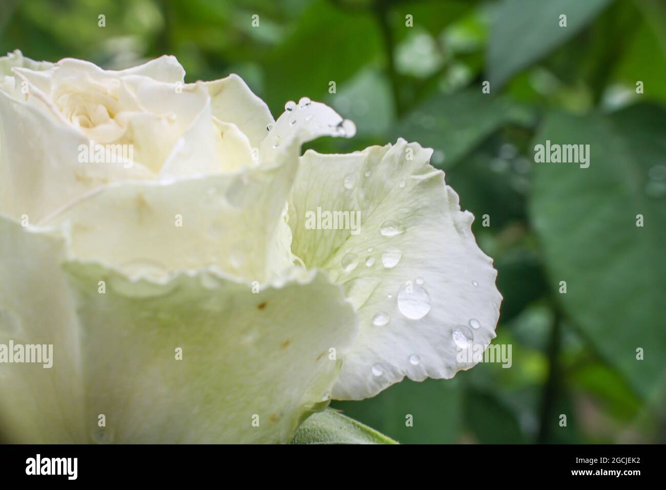 white roses in the garden with raindrops, macro Stock Photo - Alamy