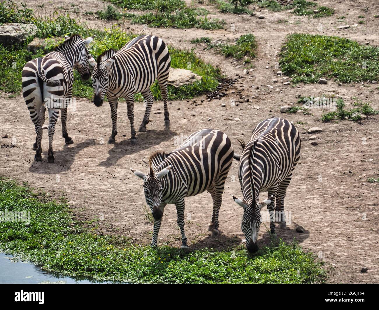 Group of zebras in a zoo in Kansas City, Missouri Stock Photo - Alamy