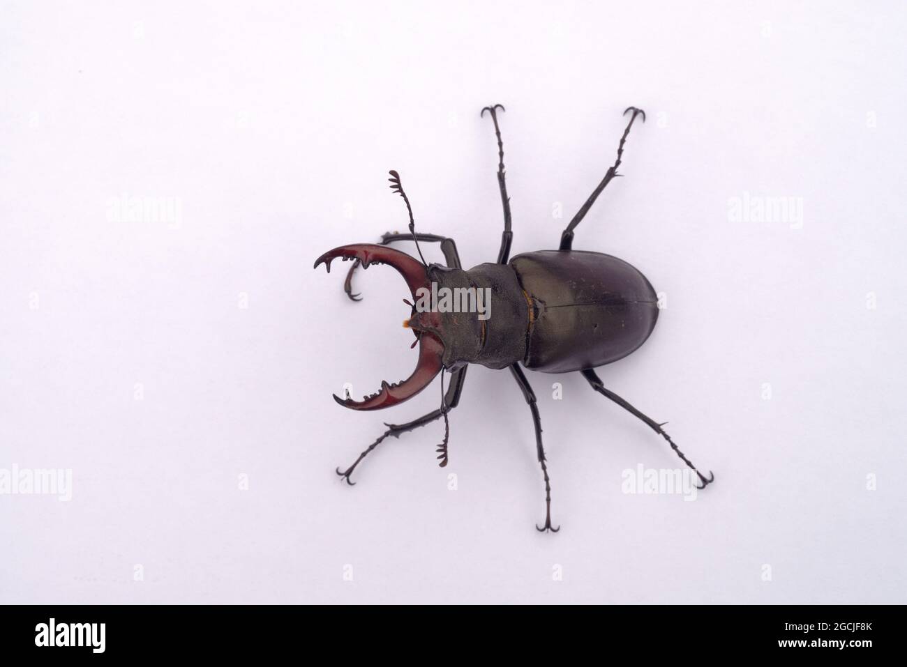 Close up of a Stag beetle Lucanus cervus, on a white background Stock ...