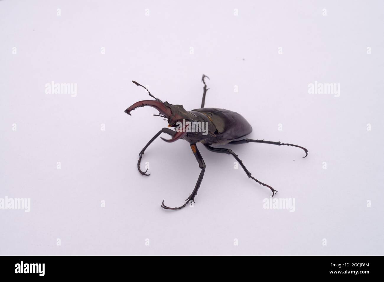 Close up of a Stag beetle Lucanus cervus, on a white background Stock ...