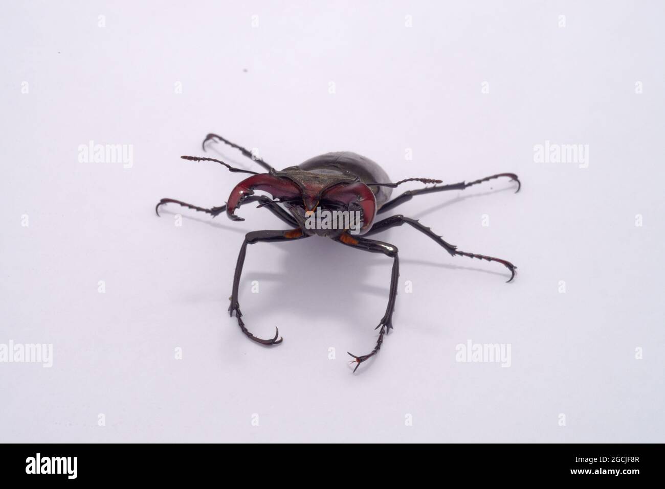 Close up of a Stag beetle Lucanus cervus, on a white background Stock ...