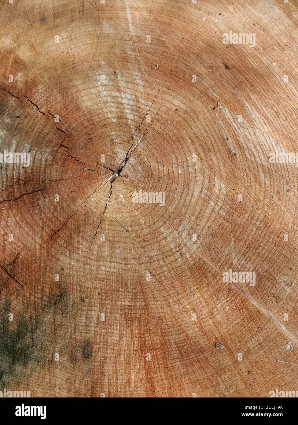 Wood texture with growing rings and cracks Stock Photo - Alamy