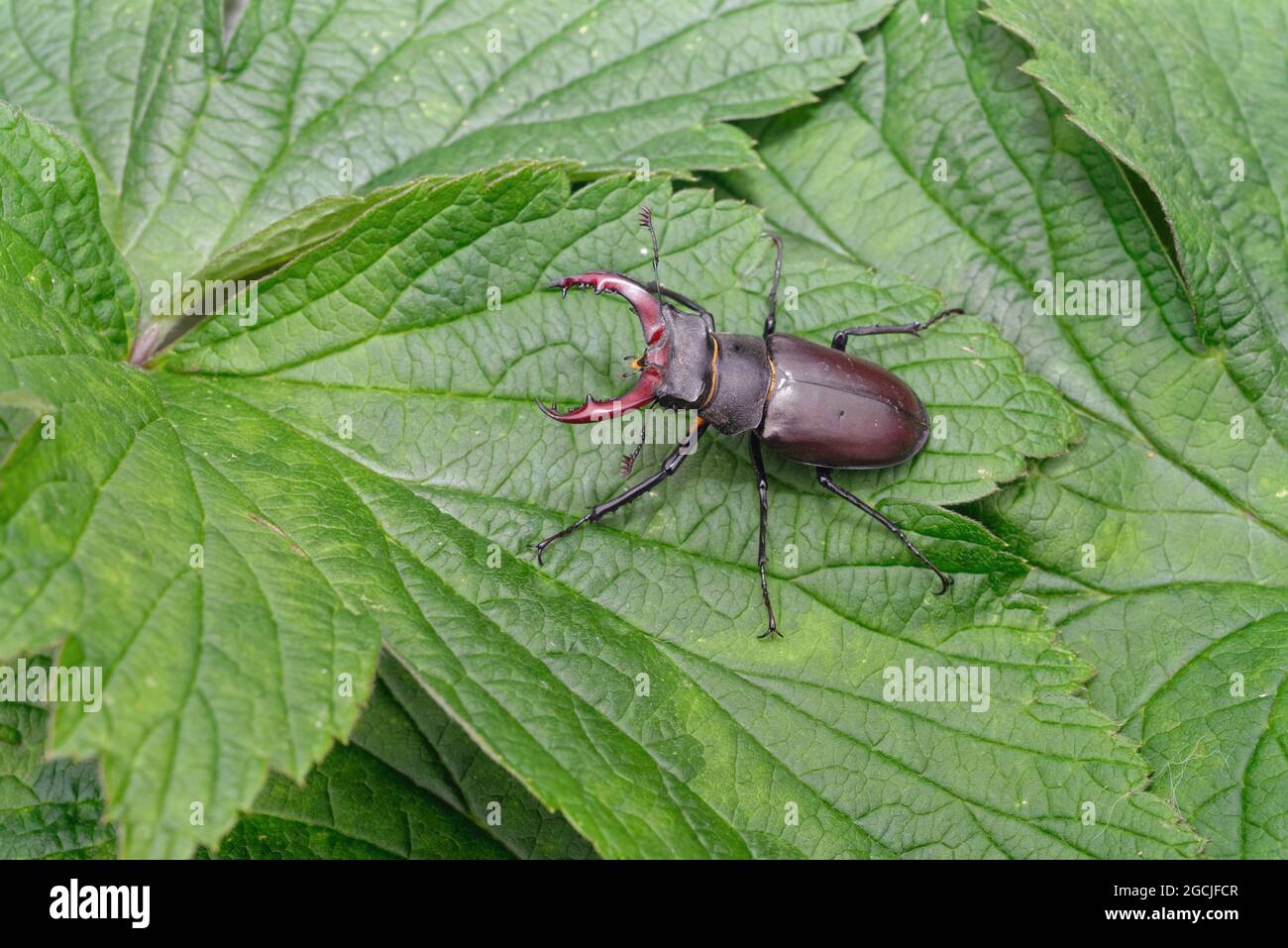 Close up of a Stag beetle Lucanus cervus, on a green leaf Stock Photo ...