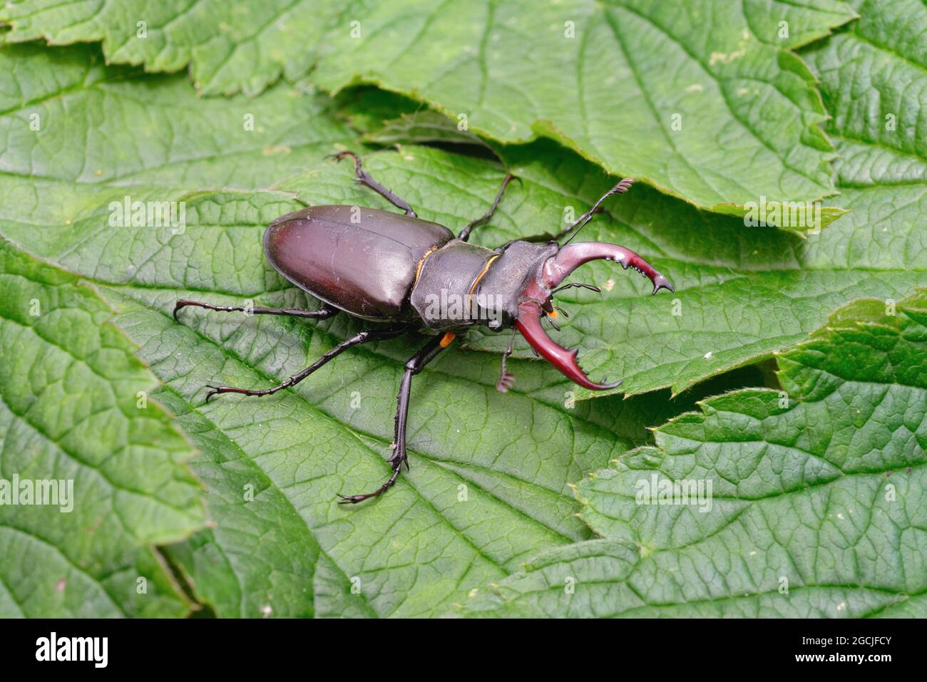 Close up of a Stag beetle Lucanus cervus, on a green leaf Stock Photo ...