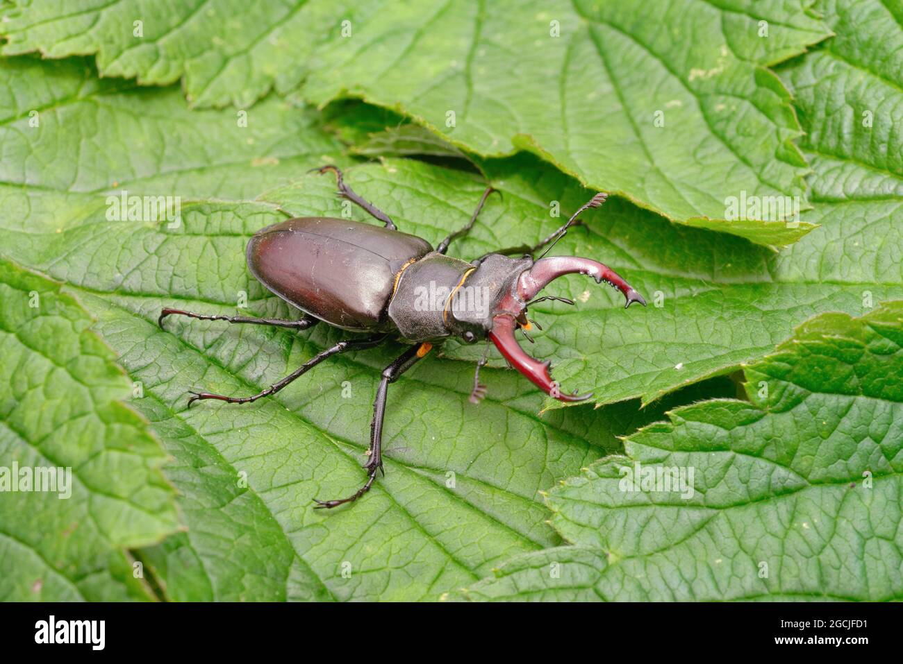 Close up of a Stag beetle Lucanus cervus, on a green leaf Stock Photo ...