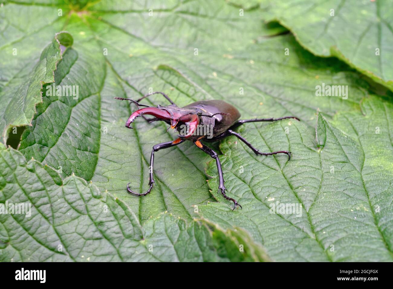 Close up of a Stag beetle Lucanus cervus, on a green leaf Stock Photo ...