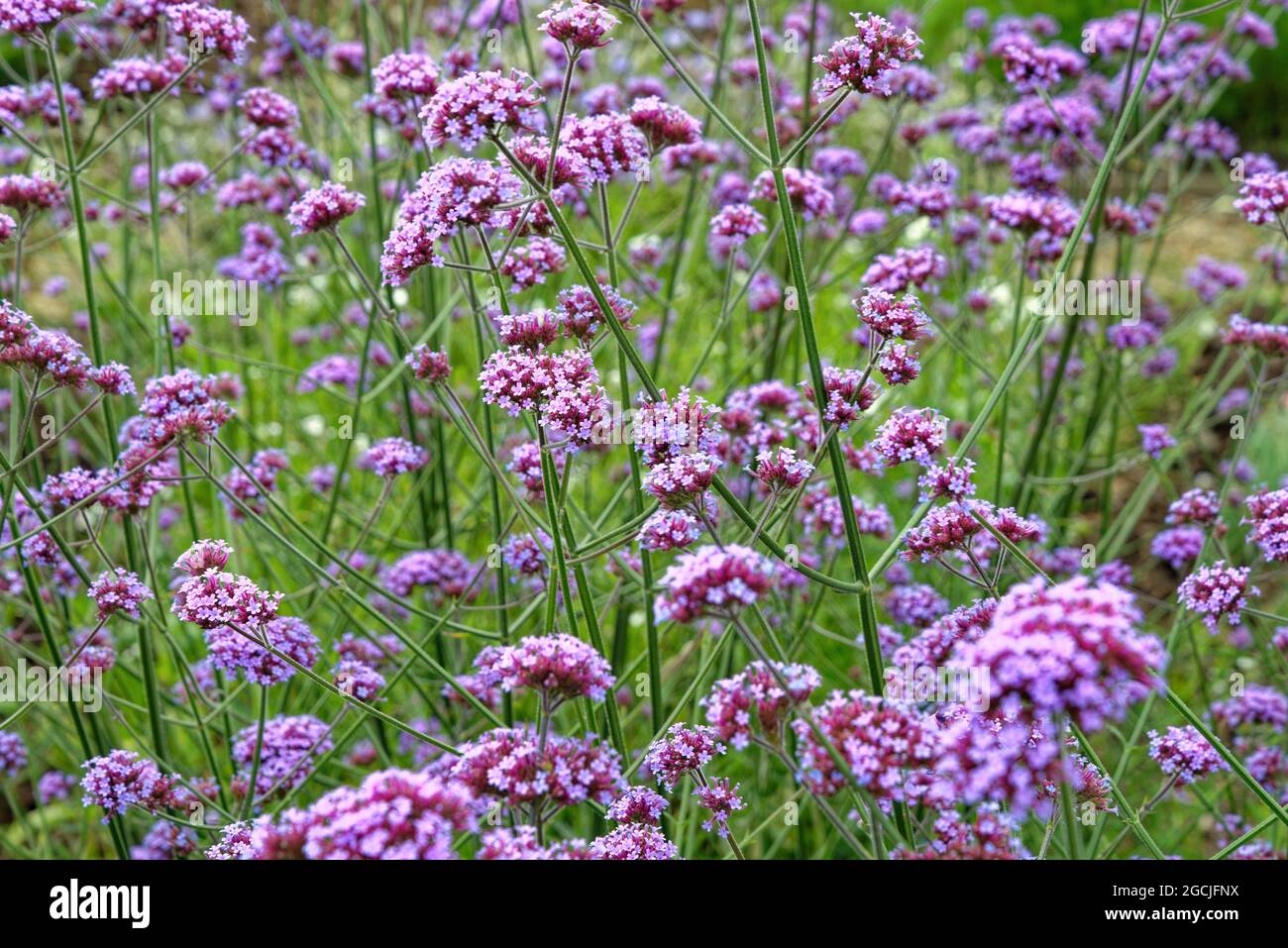 Close up of the purple flowers of Verbena bonariensis growing in a ...