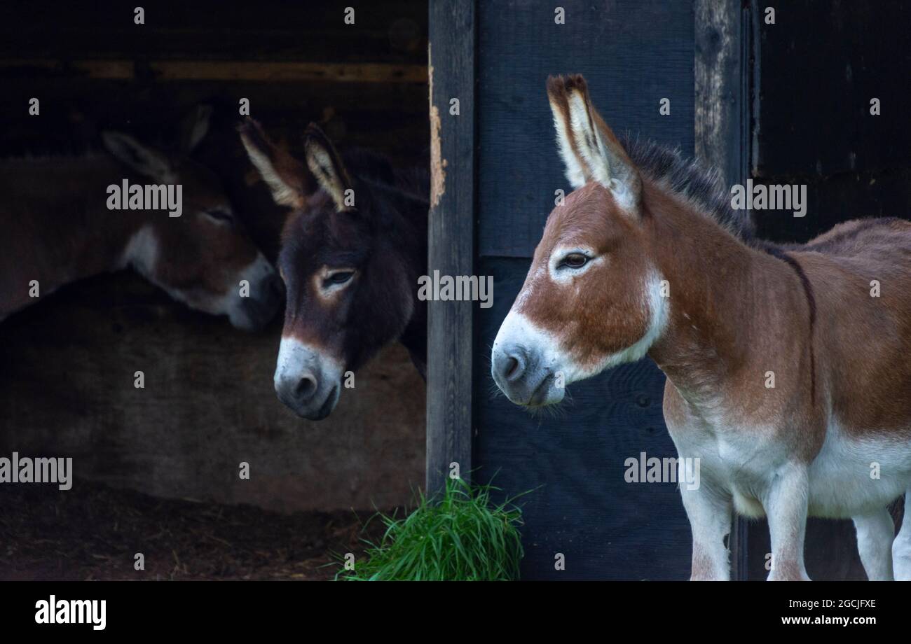 Three donkeys relaxing in their stable, possibly waiting for lunch ...