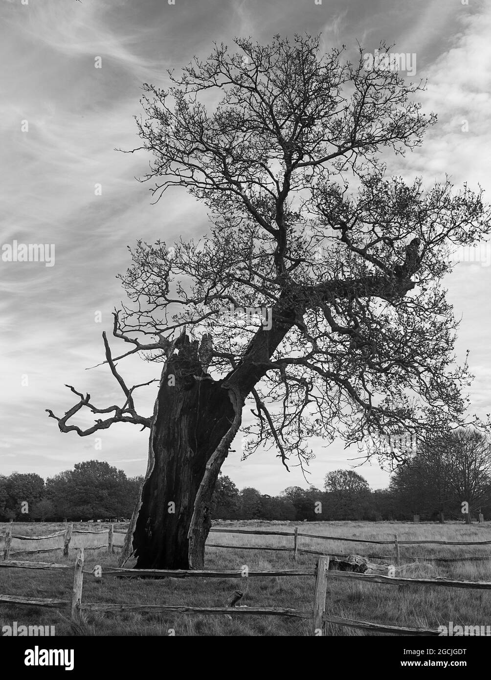 Hollow in trunk Black and White Stock Photos & Images - Alamy
