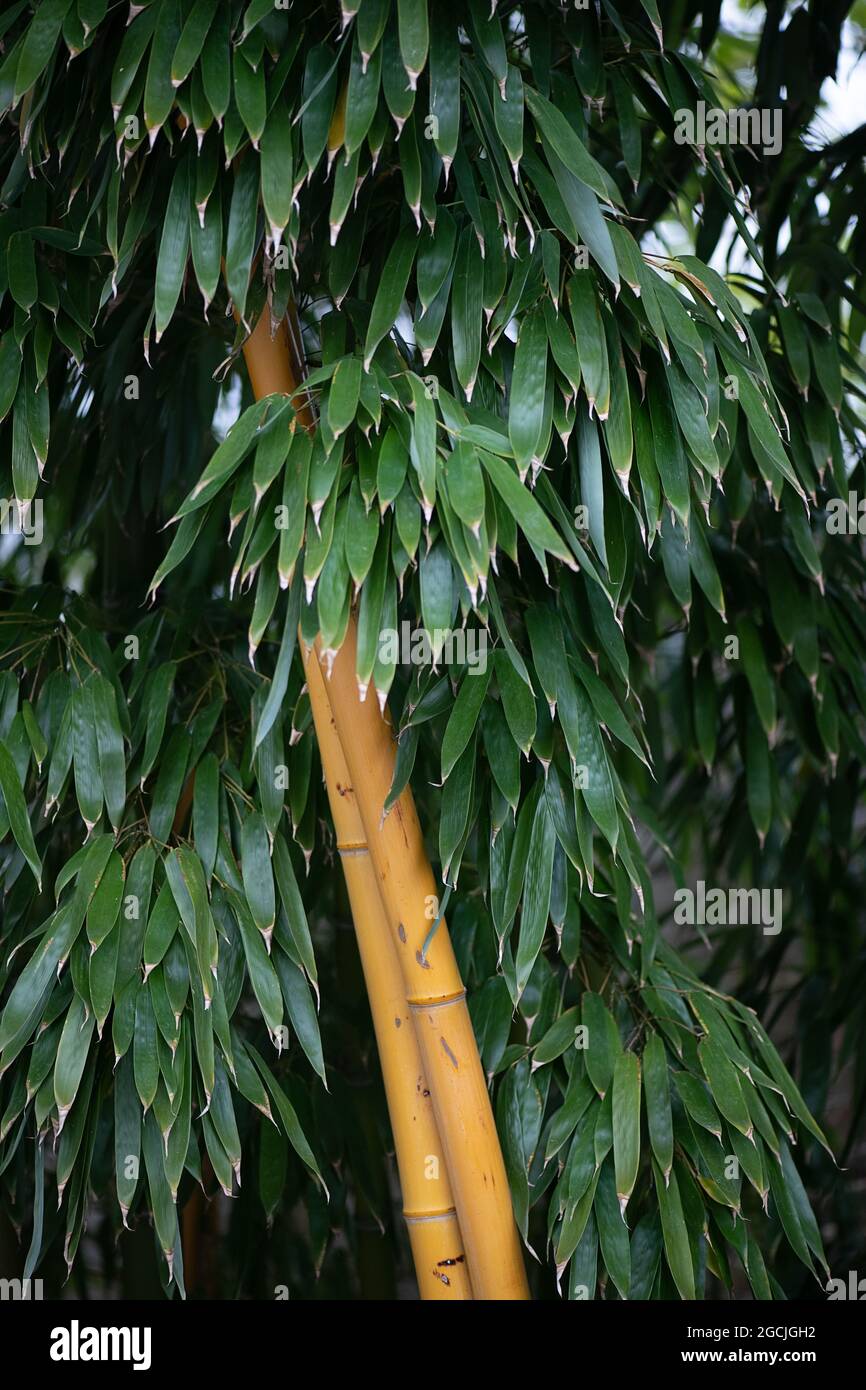 Bambusa vulgaris hi-res stock photography and images - Alamy