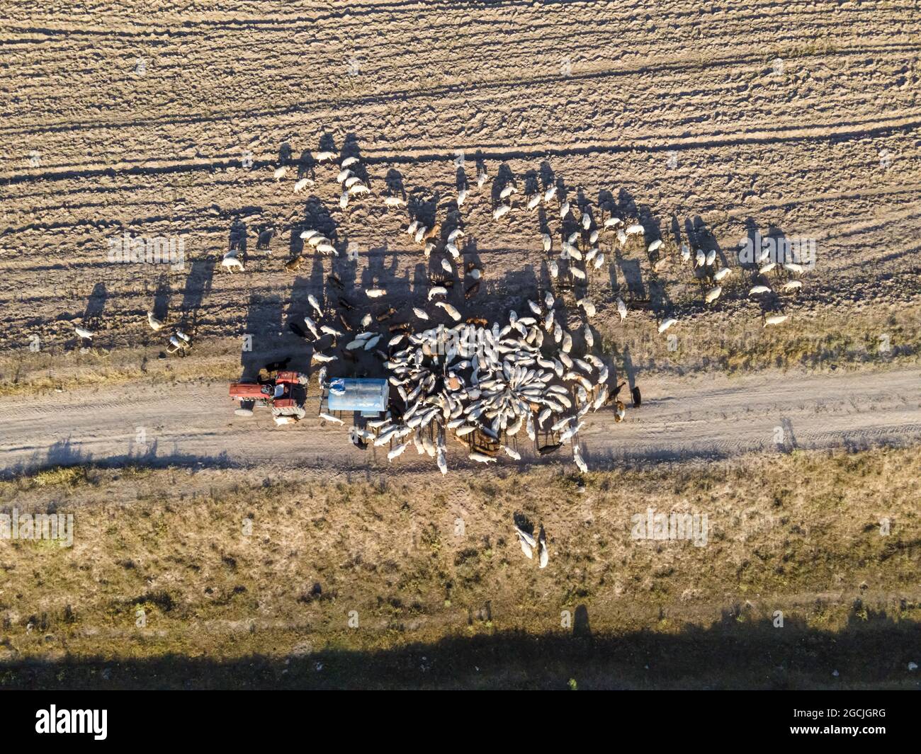 Aerial herd goats grazing grass hi-res stock photography and images - Alamy