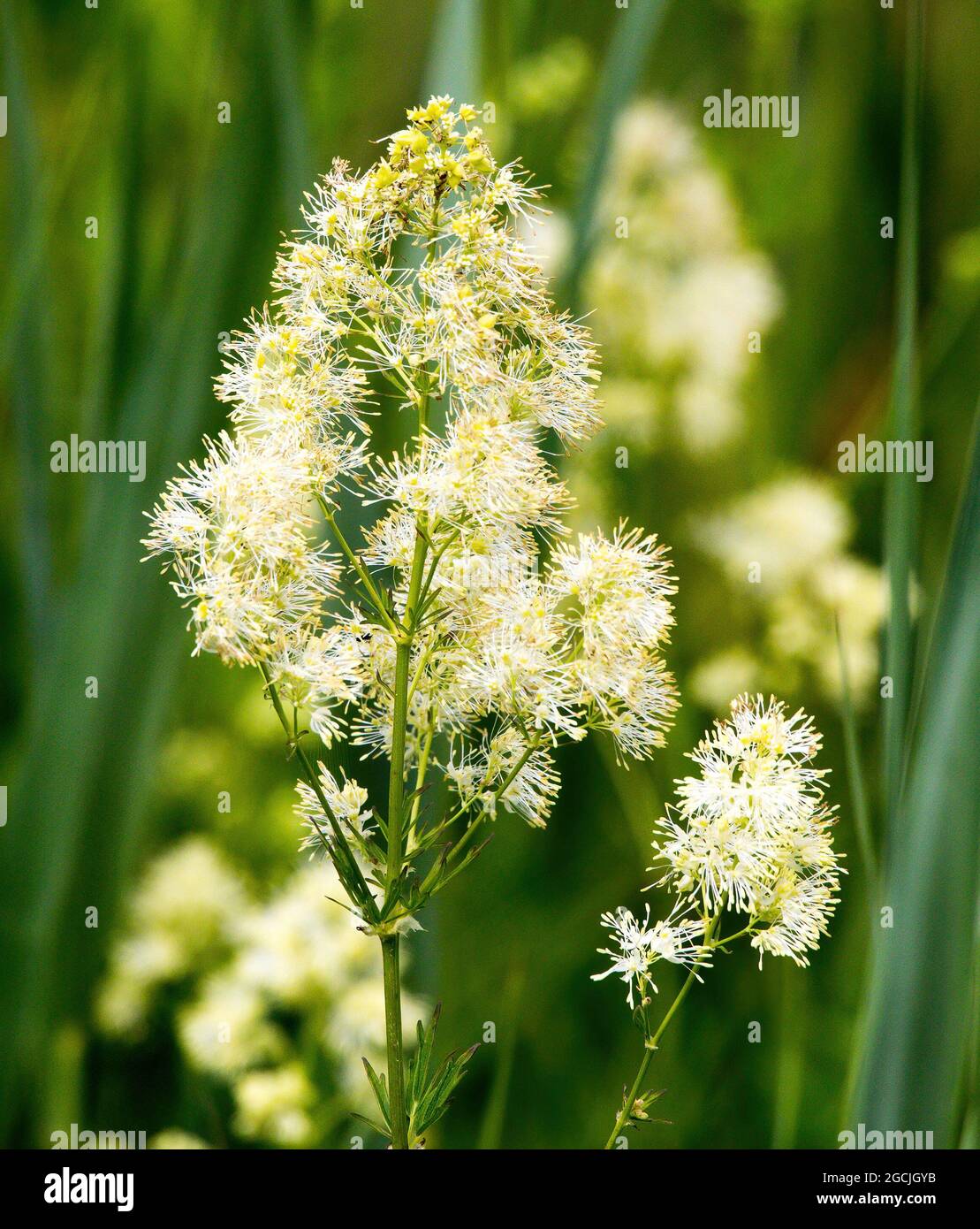 Common Meadow-Rue, Thalictrum flavum Stock Photo - Alamy