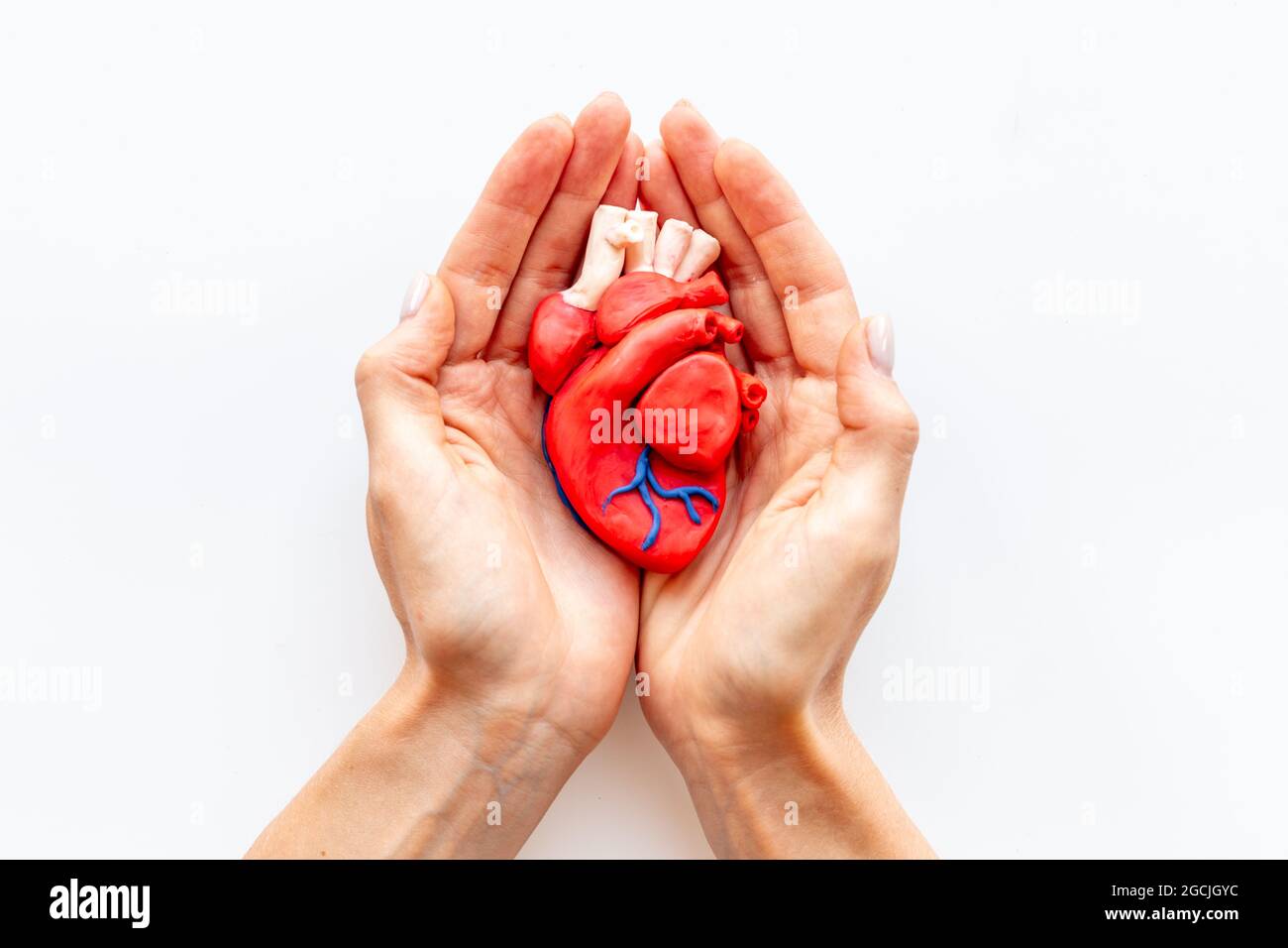 Heart health concept with hands and human heart model Stock Photo - Alamy