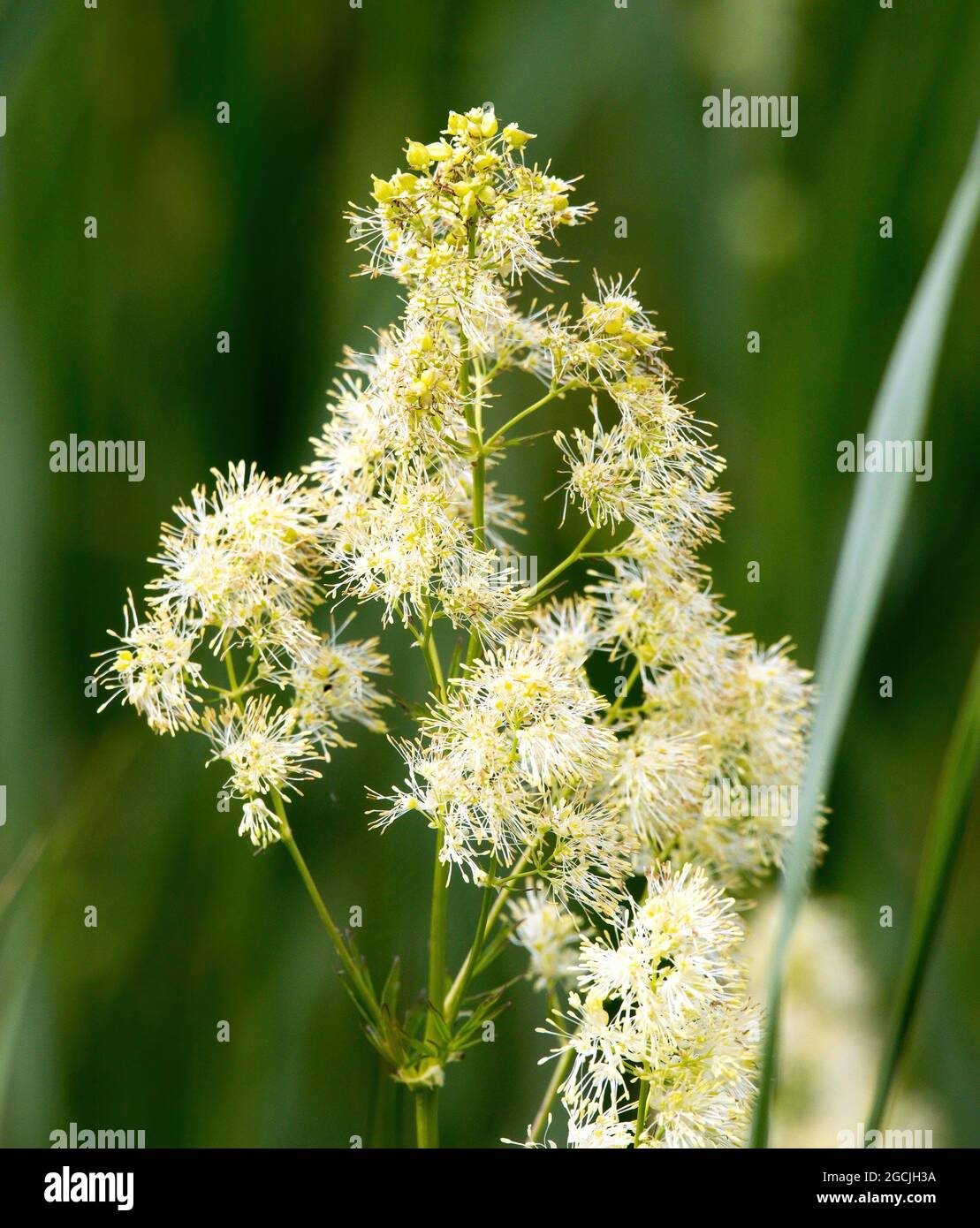 Common Meadow-Rue, Thalictrum flavum Stock Photo - Alamy