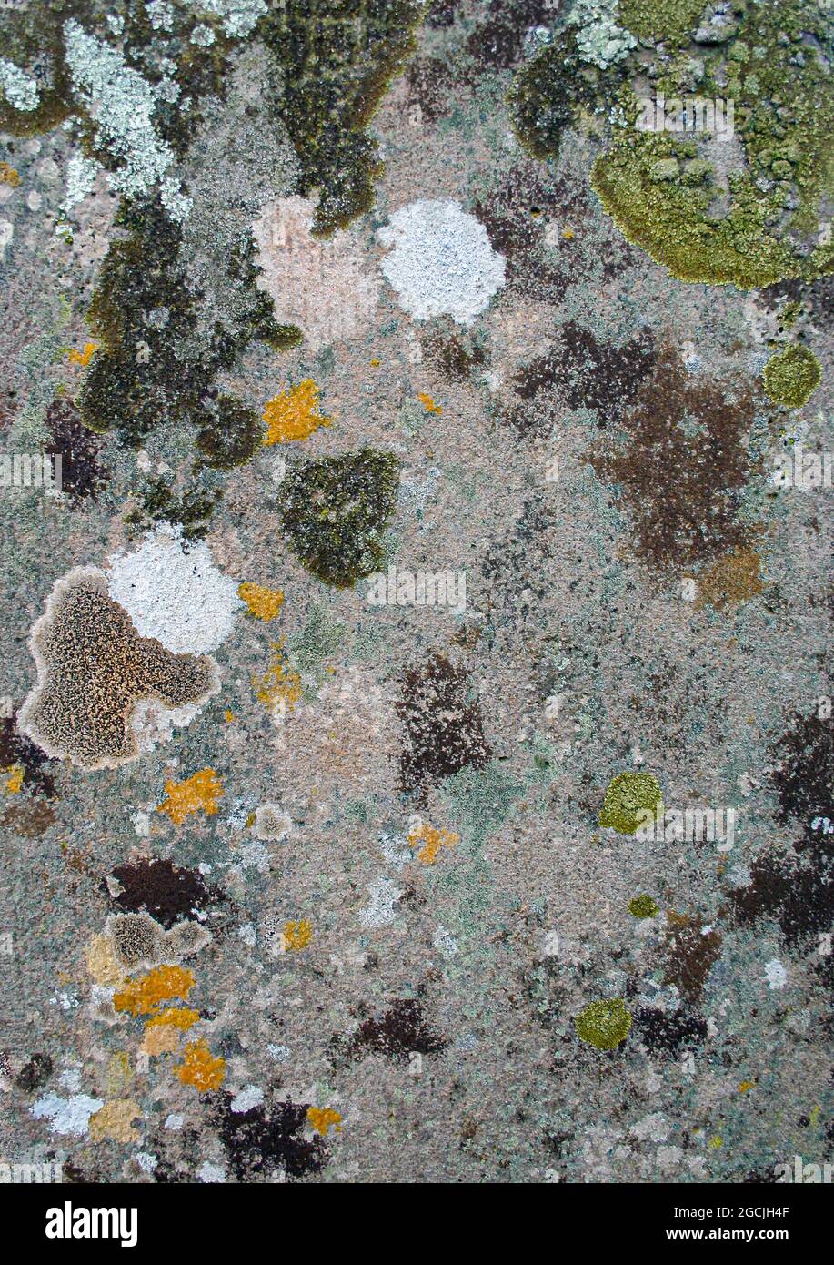Blotchy patchy lichen and moss patterns growing on an old textured ...