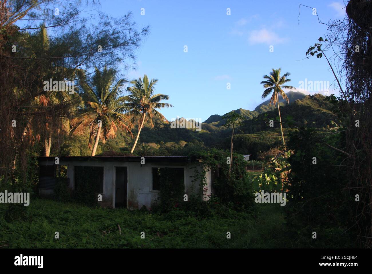 a tree in front of a house in rarotonga Stock Photo - Alamy