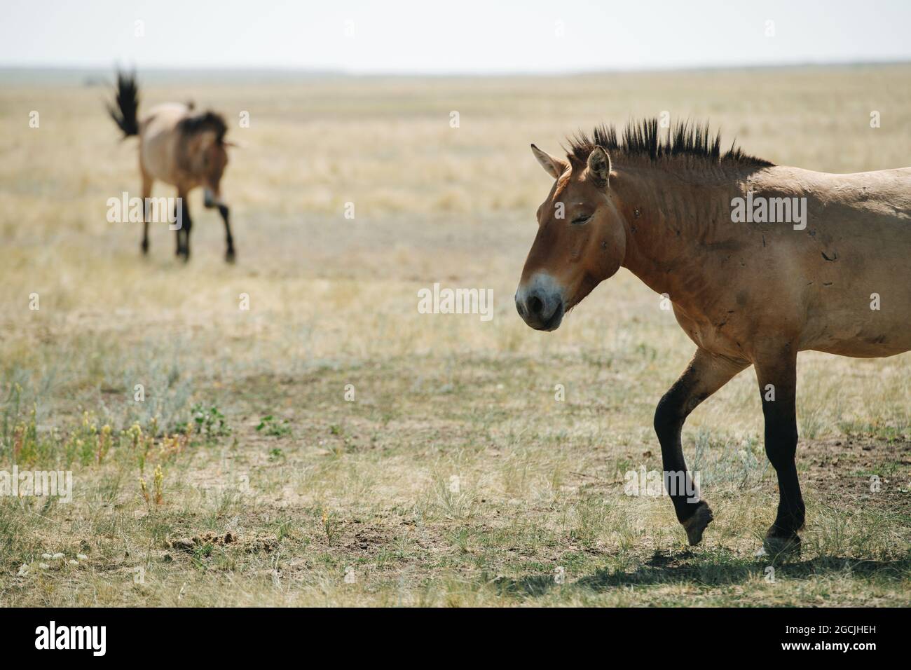 Ancient lineage hi-res stock photography and images - Alamy