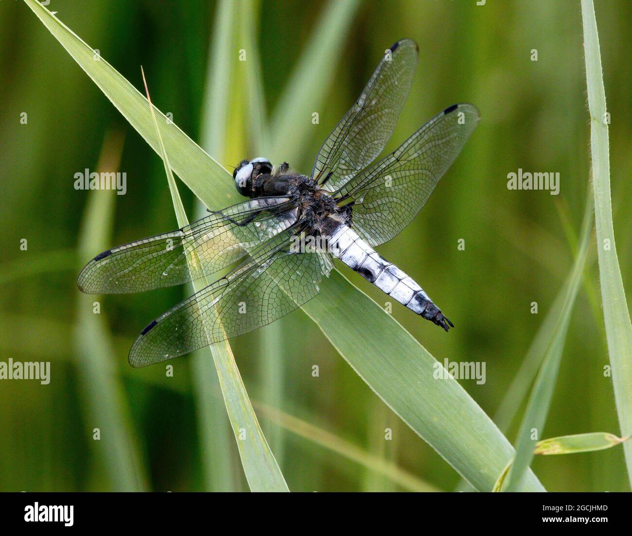 Scarce chaser, Libellula fulva Stock Photo - Alamy