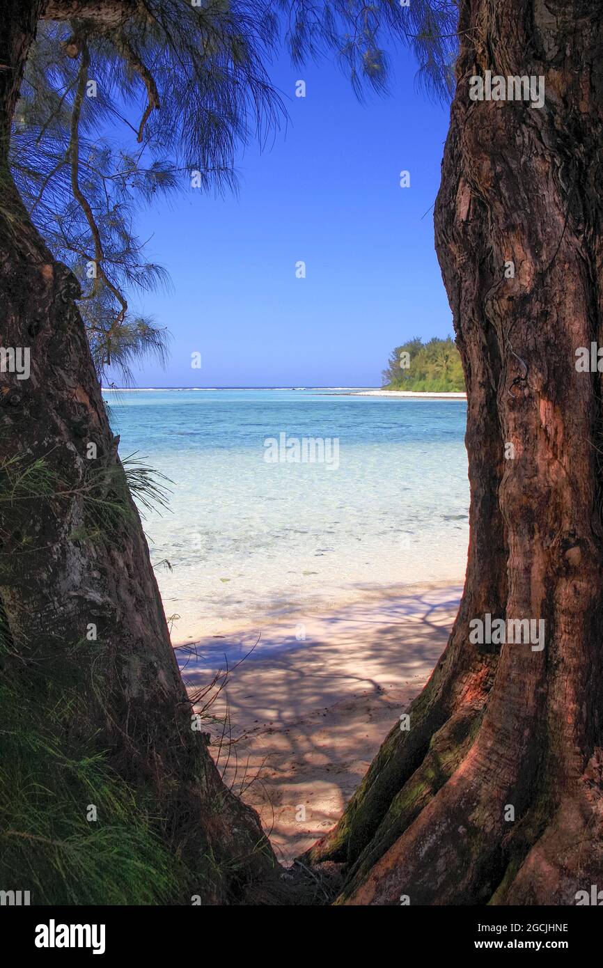 a tree in front of a body of water in cook islands Stock Photo - Alamy