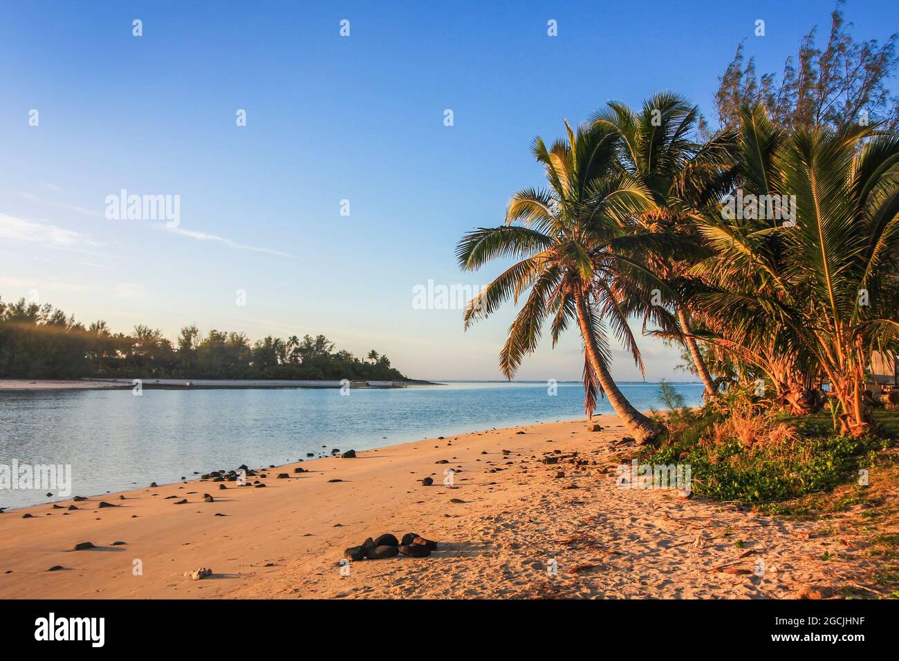 a group of palm trees on a beach near a body of water in cook islands ...