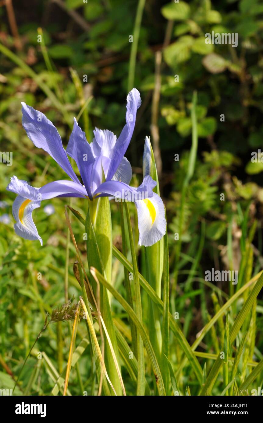 leaf iris in sword Stock Photo - Alamy