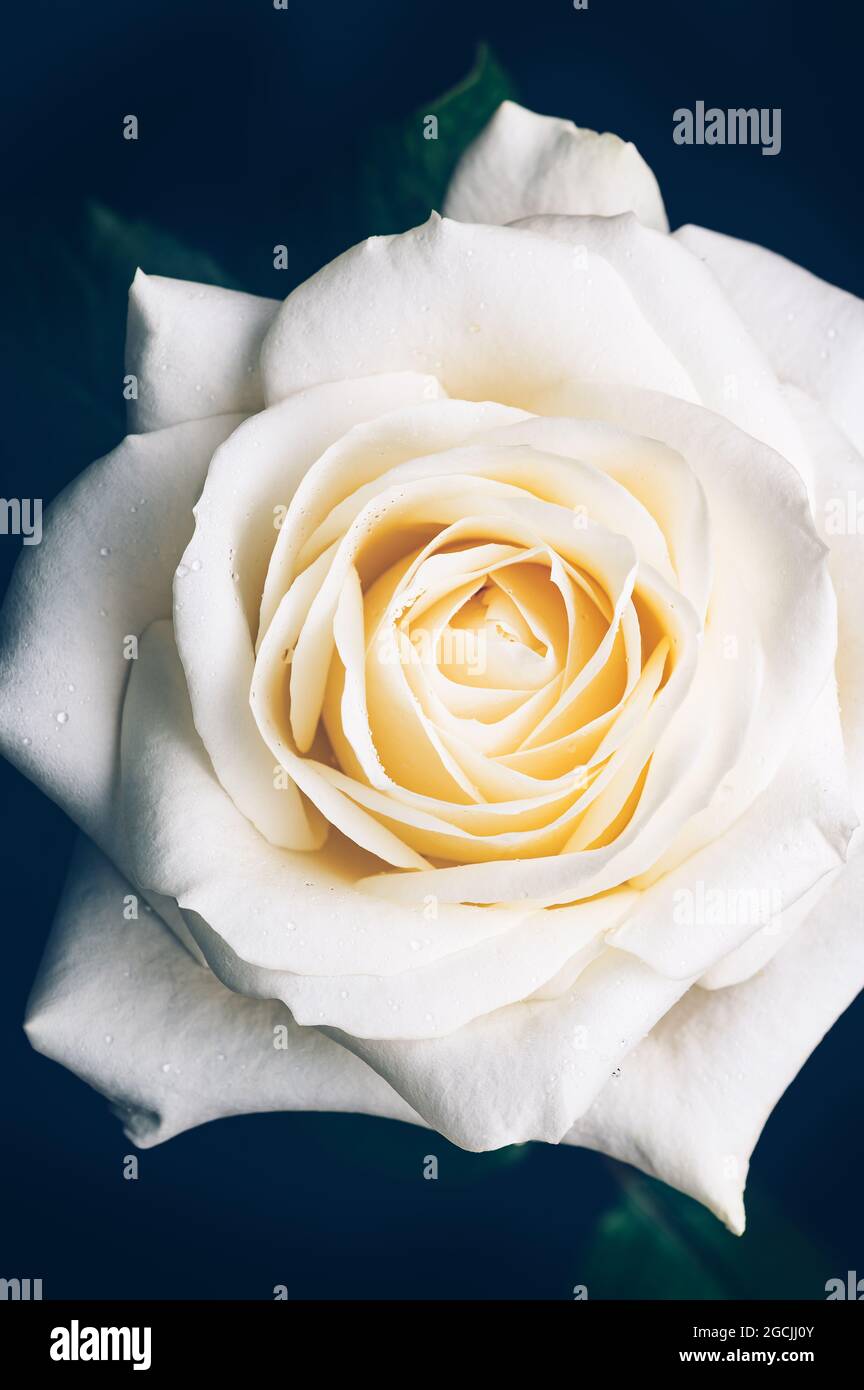 Beautiful big white rose Stock Photo - Alamy