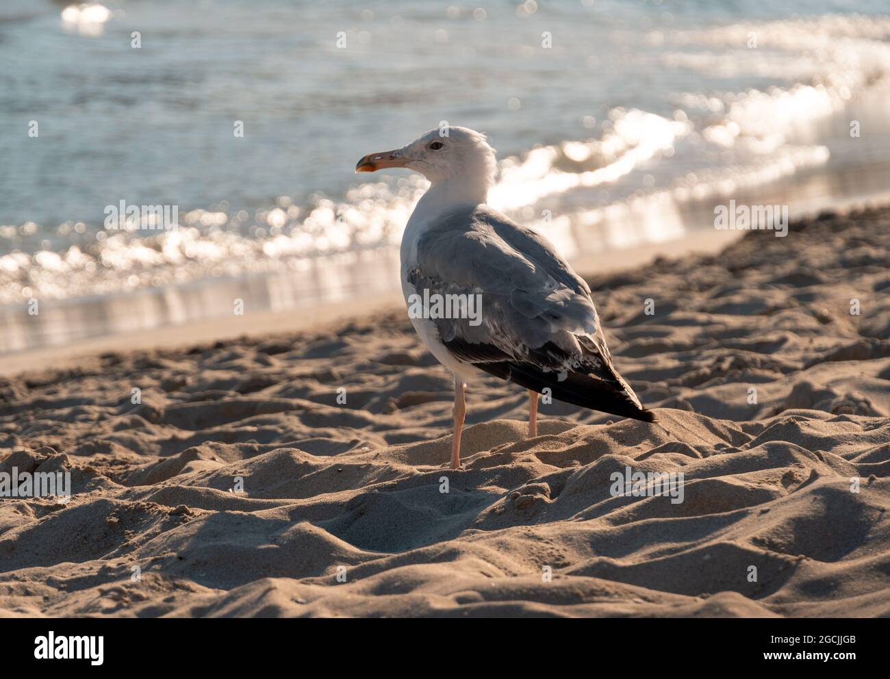 Closeup shot of a beautiful seagull on the beach Stock Photo - Alamy