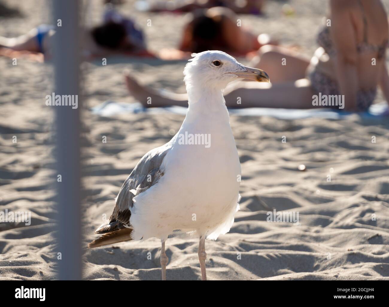 Closeup shot of a beautiful seagull on the beach Stock Photo - Alamy