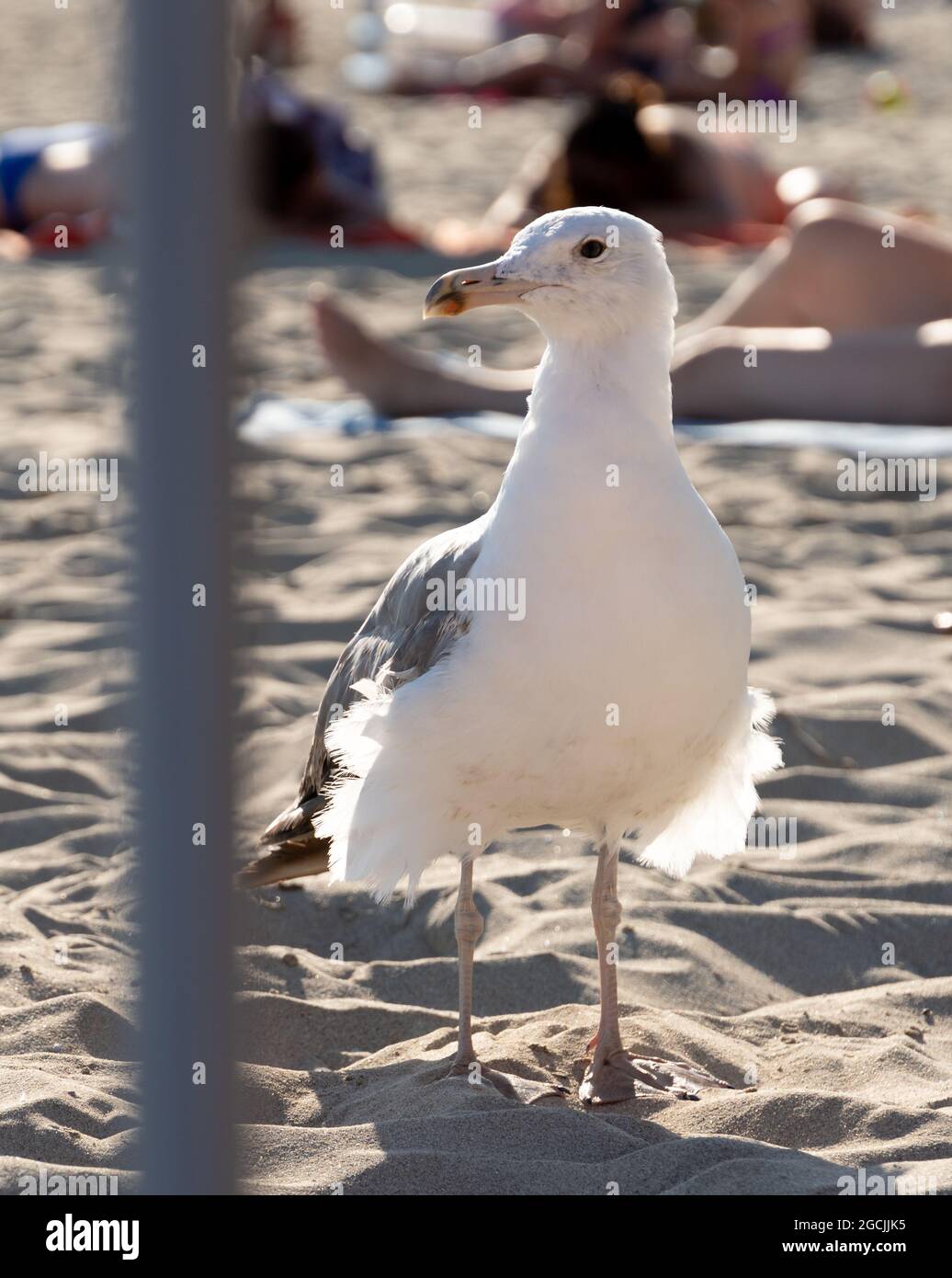 Vertical shot of a beautiful seagull on the beach Stock Photo - Alamy