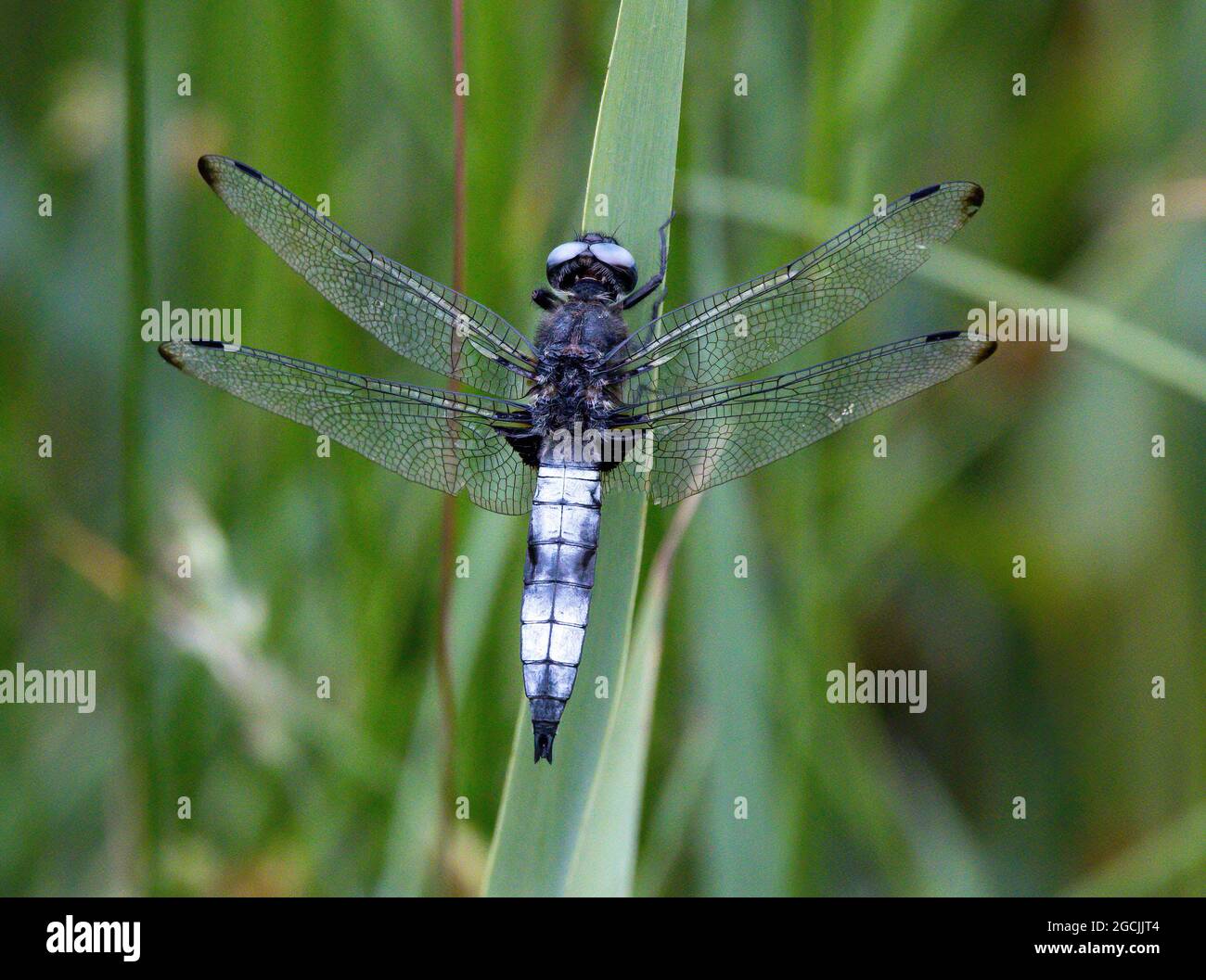 Scarce chaser, Libellula fulva Stock Photo - Alamy