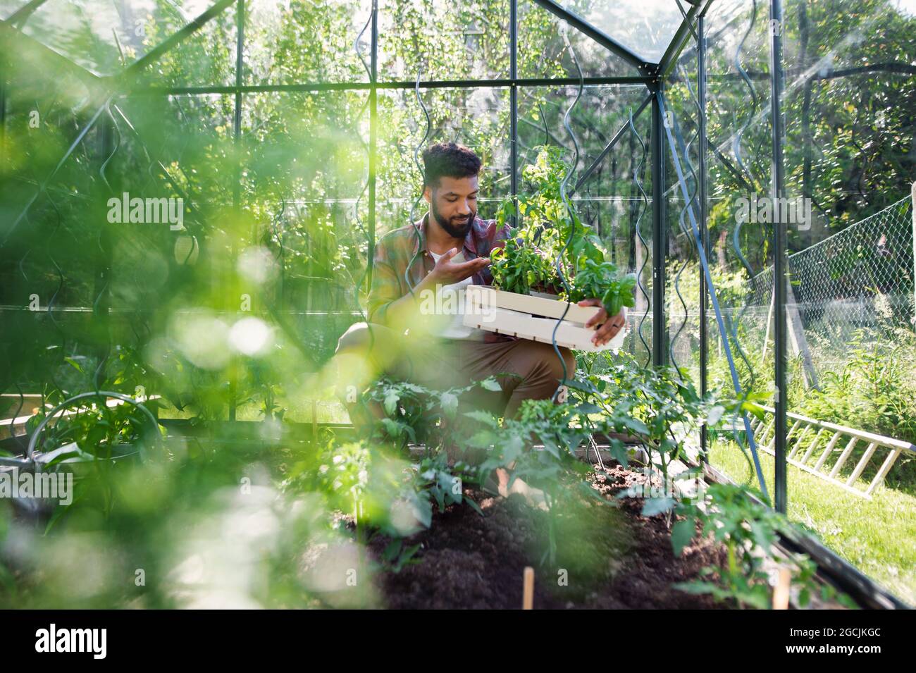 Happy young man working outdoors in backyard, gardening and greenhouse ...