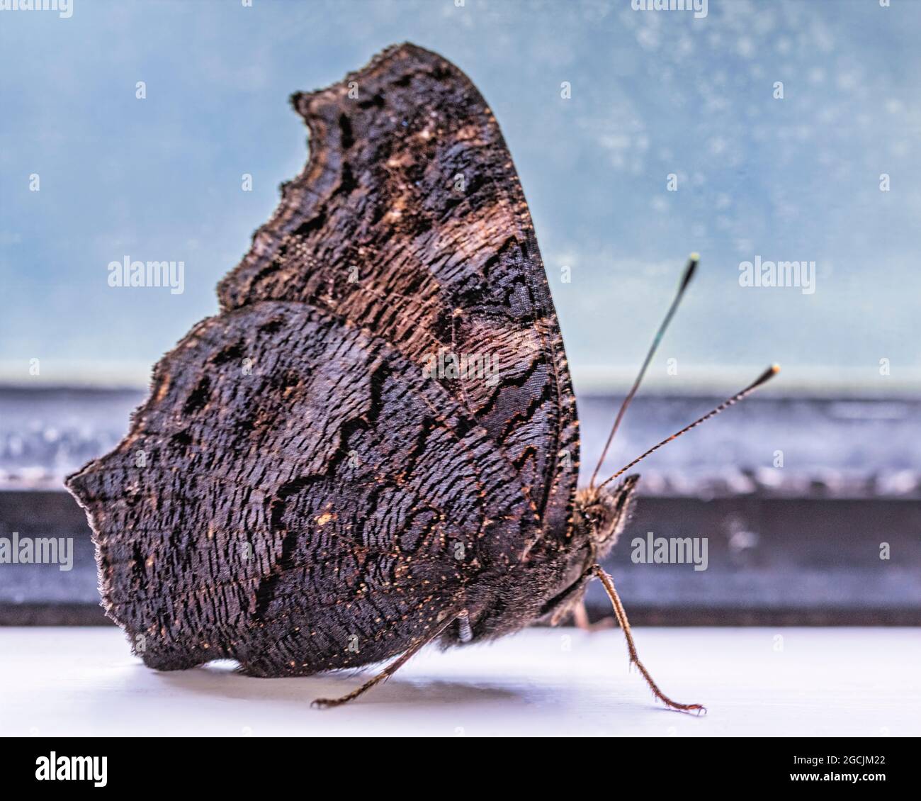 Pfauenauge hi-res stock photography and images - Alamy