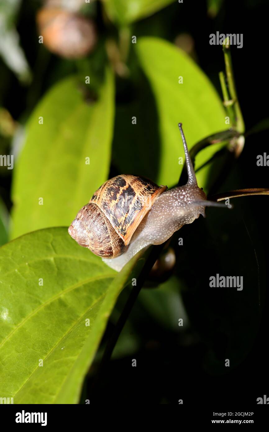 A big happy snail pictured on a shrub bush in a garden in Chichester ...