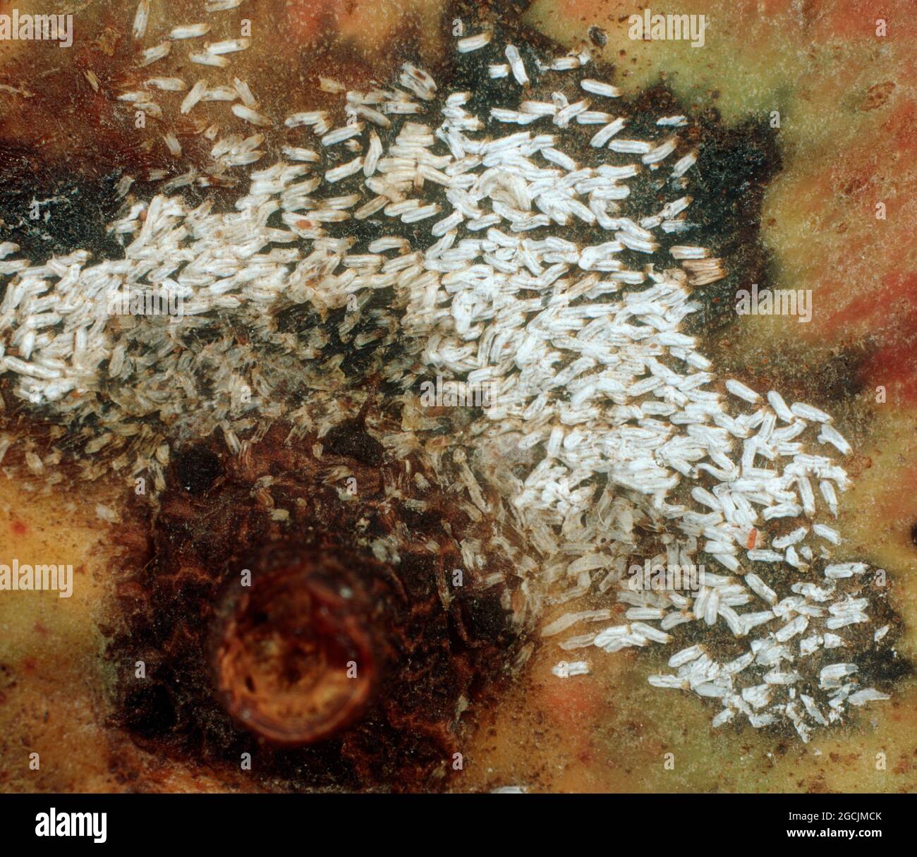 White mango scale (Aulacaspis tubercularis) infestation patch on mango ...