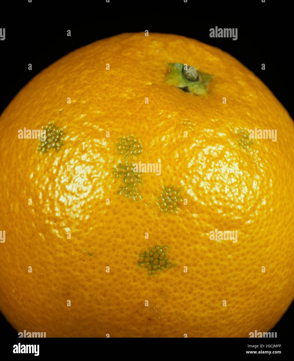 Olleocellosis, a phsiological rind disorder causing blemishes in orange ...
