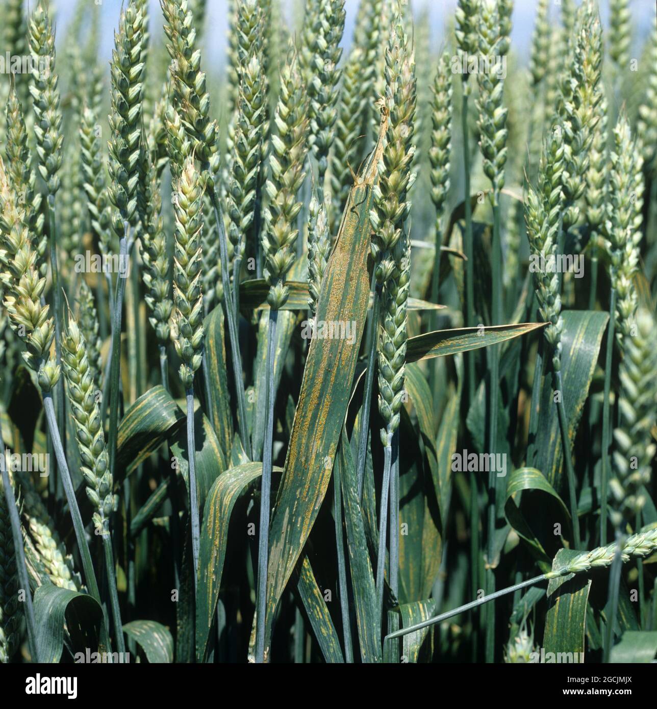 Yellow rust or stripe rust (Puccinia striiformis var. strriformis ...