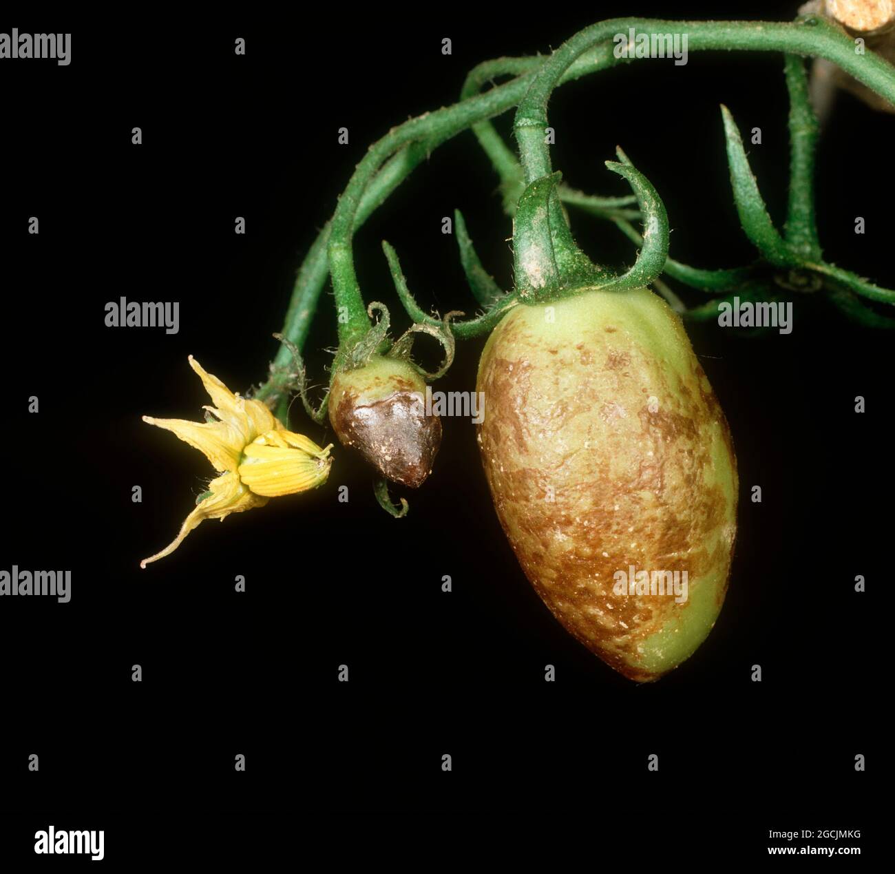 Tomato mosaic virus X potato mosaic virus necrosis syptoms on tomato ...