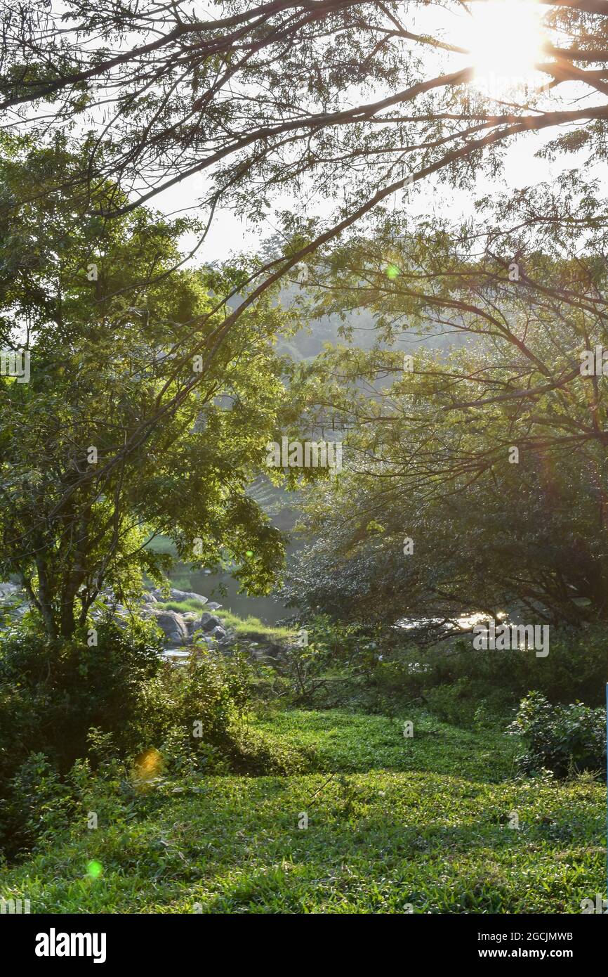 Vertical shot of the trees in the beautiful forest captured in Thenmala ...