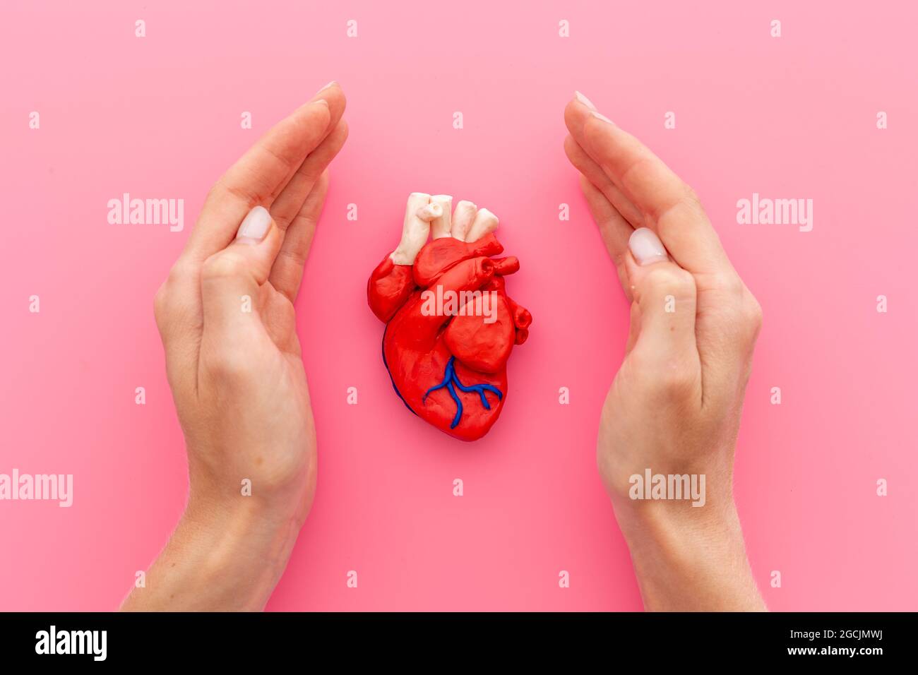 Female hand with anatomical heart model. Health insurance and heart ...
