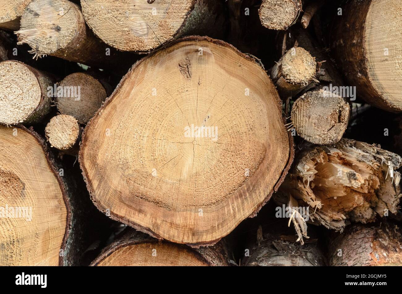 Stack of felled tree trunks, logs with cross-section growth rings ...