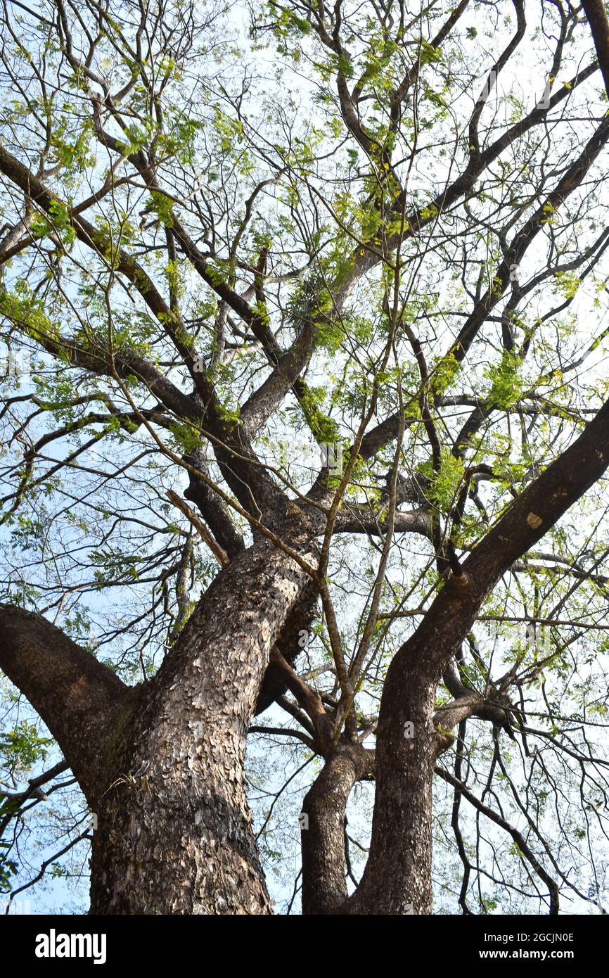 Vertical low angle shot of the branches of a tall tree captured in ...