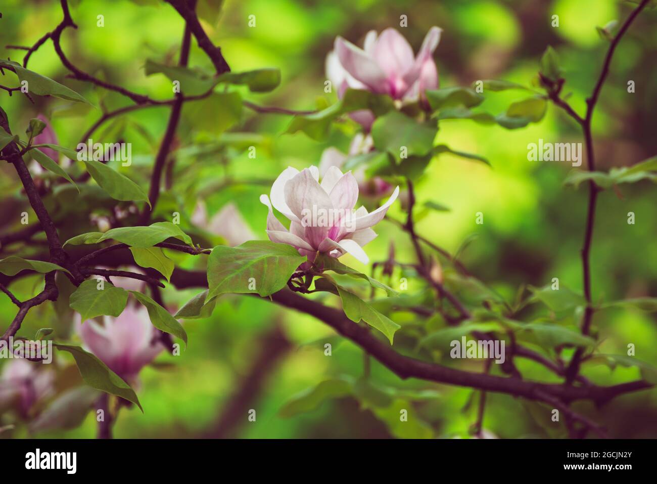 Magnolia spring flowers Stock Photo - Alamy