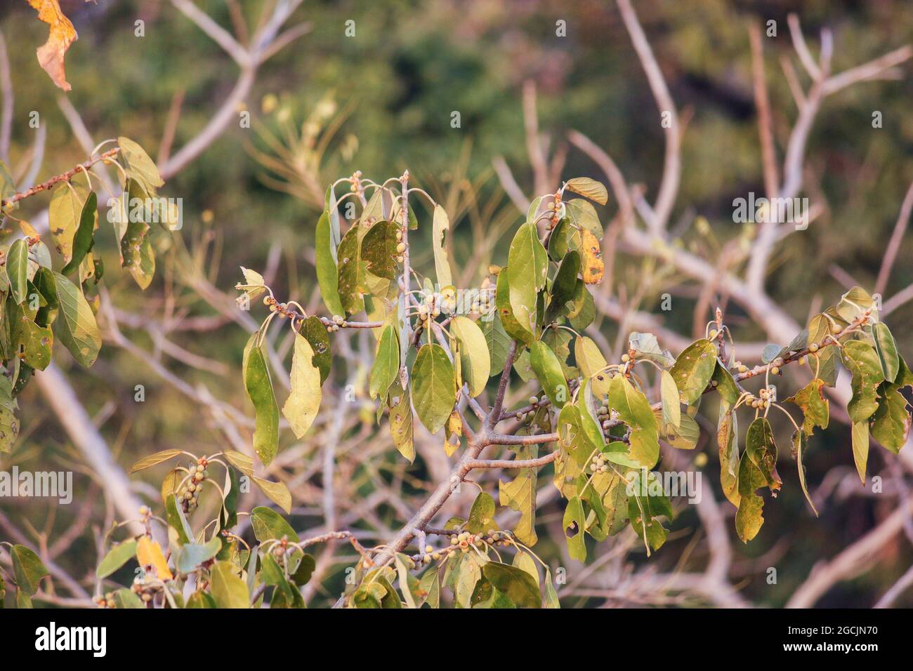 Closeup of dried leaves on small branches in the beautiful Kanha ...