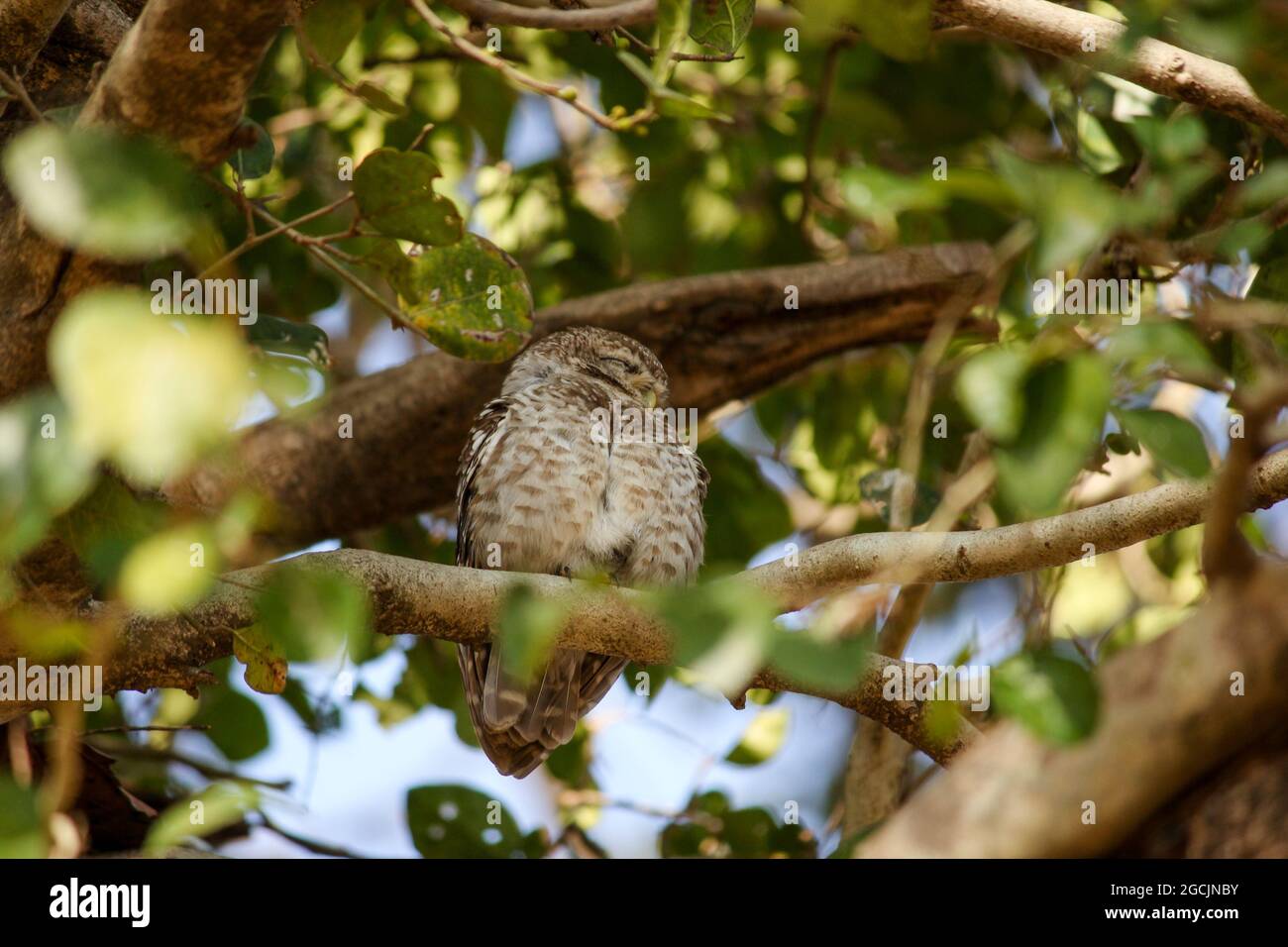 Closeup of a cute Indian spotted owlet sitting on a tree branch in ...