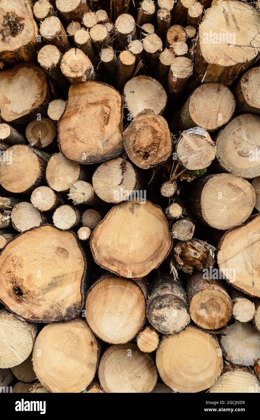 Pile of felled trees, logs with cross-section growth rings ...
