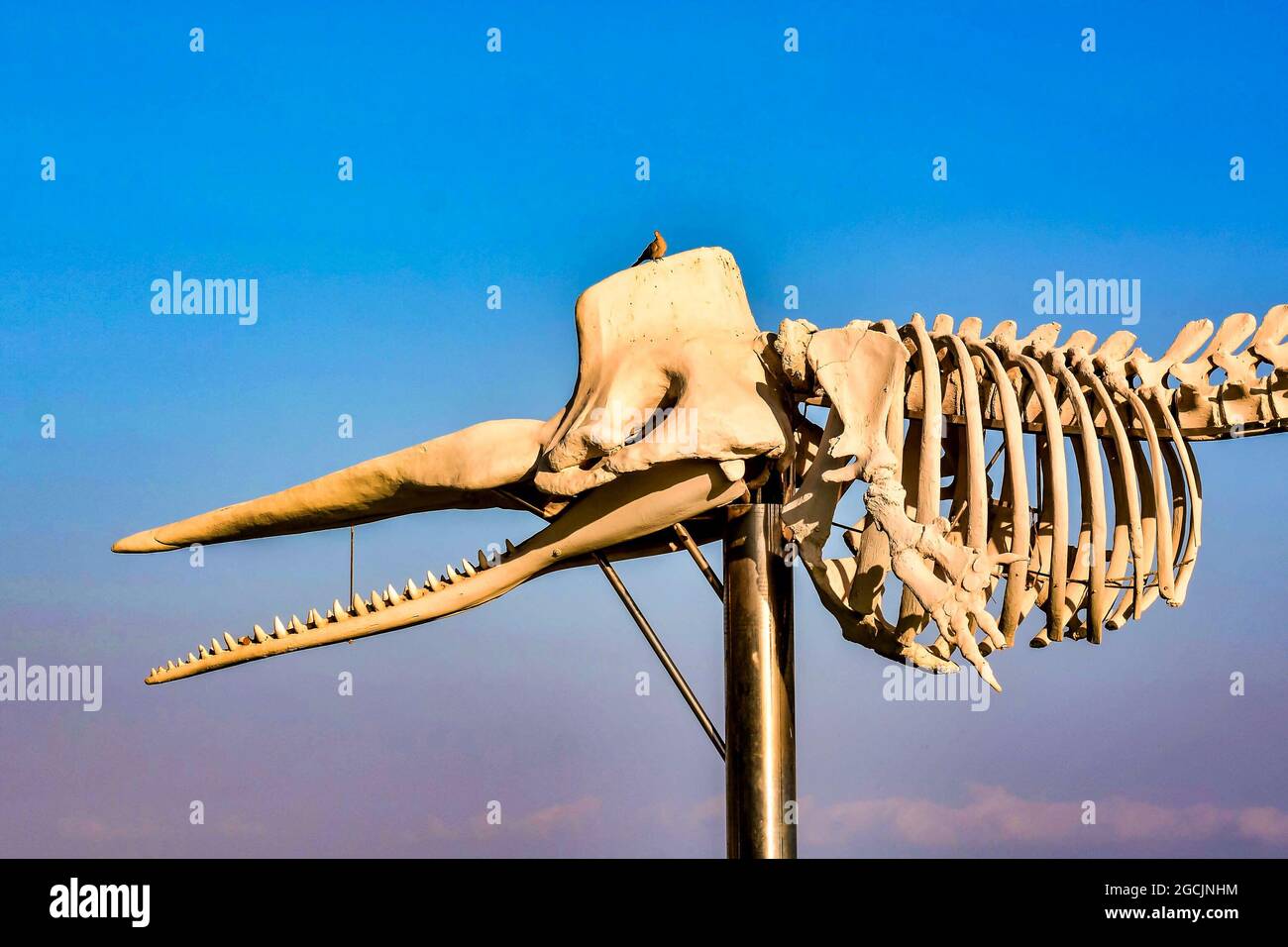Amurosaurus hi-res stock photography and images - Alamy